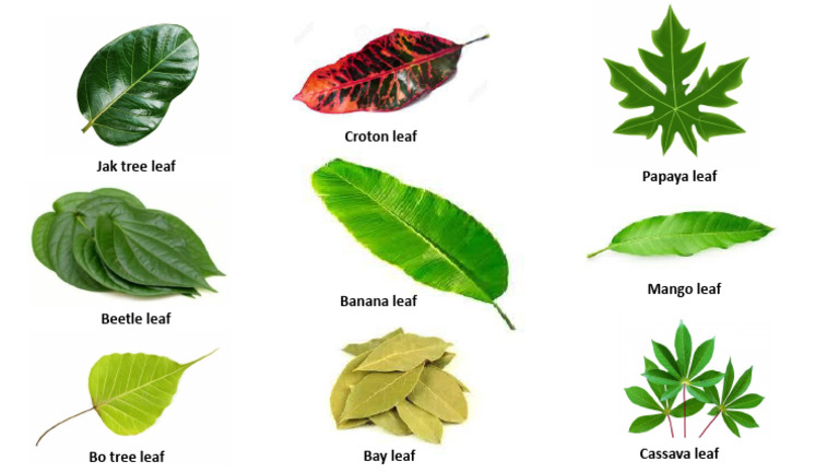 All Trees Leaves | PDF