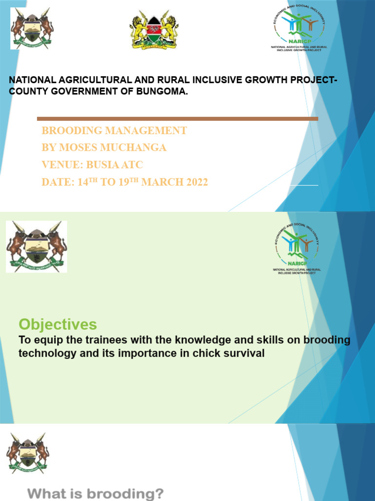 Brooding Management | Download Free PDF | Birds | Sodium Hydroxide