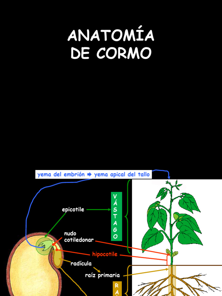 Anatomía de Cormos: Estelas y Meristemas | PDF | Tallo de la planta ...