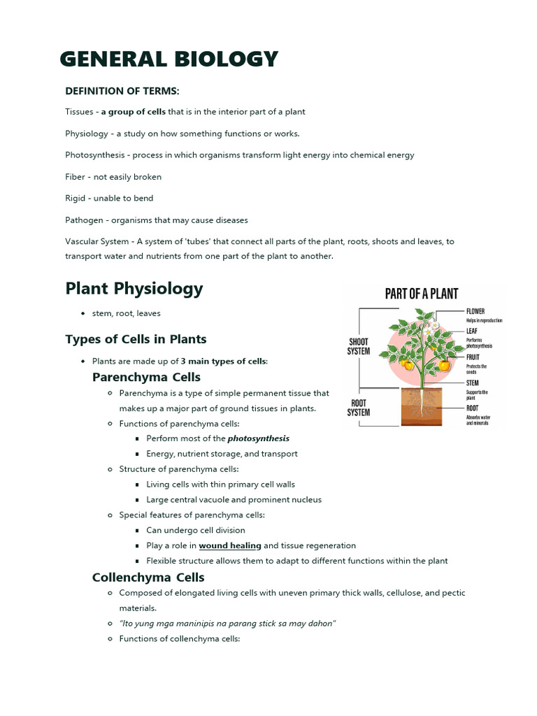 Plant Physiology | PDF | Tissue (Biology) | Plant Physiology