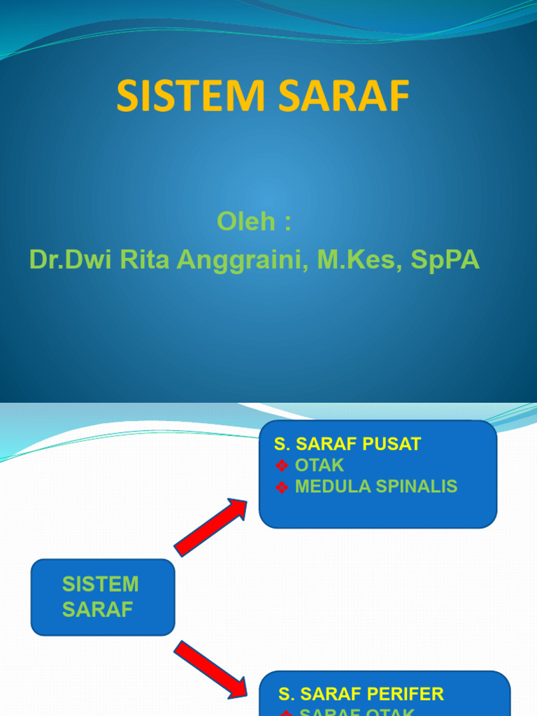 BBS2-AO-K8 Dan K12 Anatomi Telenchepalon Dan Anatomi Meningen, Sistem ...