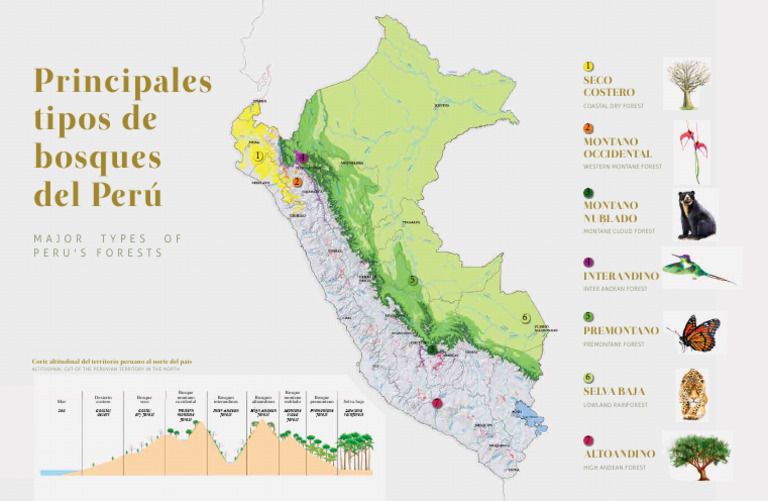 mapa de bosques peruanos | Descargar gratis PDF | Ciencias de la Tierra ...