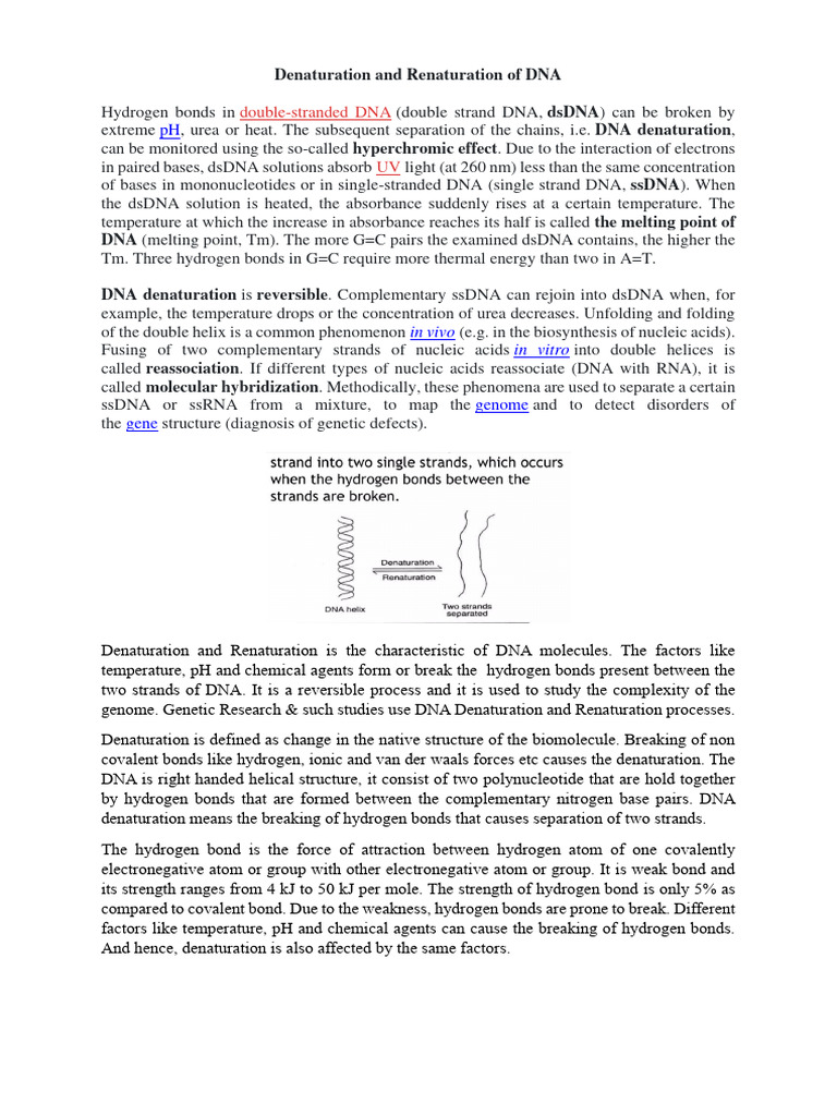 Lecture 4 | PDF | Denaturation (Biochemistry) | Dna