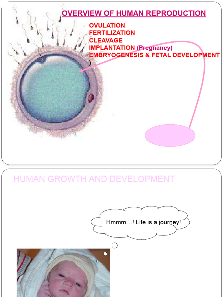 Ovulation Fertilization Implantation | PDF | Placenta | Fetus