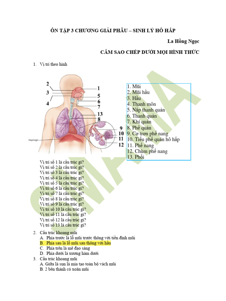 Gpsl - Ôn Chương 3 - Hô Hấp | PDF