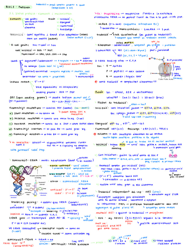 Bloc 3 - ProteÃ Nes | PDF