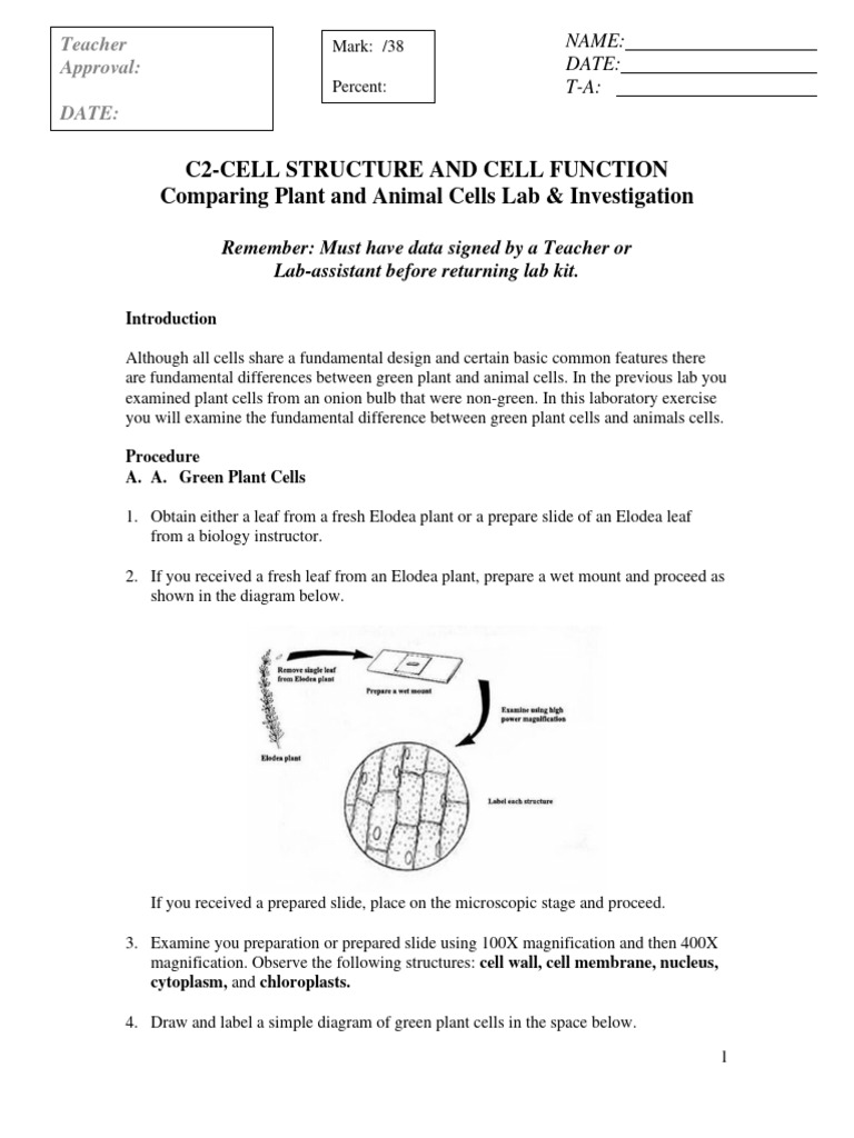 C2 Cell Structure and Cell Function Lab & Investigation | PDF | Osmosis | Cell (Biology)