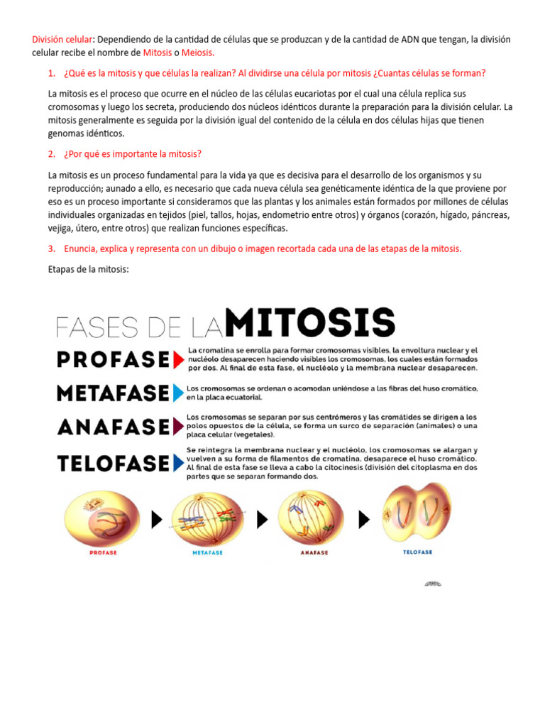Proceso de División Celular: Mitosis y Meiosis | PDF | Mitosis | Mitosis