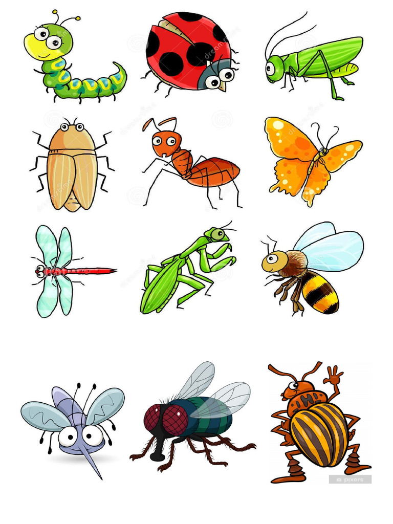 insectos- tarjetas | PDF