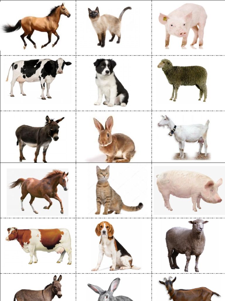 Animale Domestice | PDF