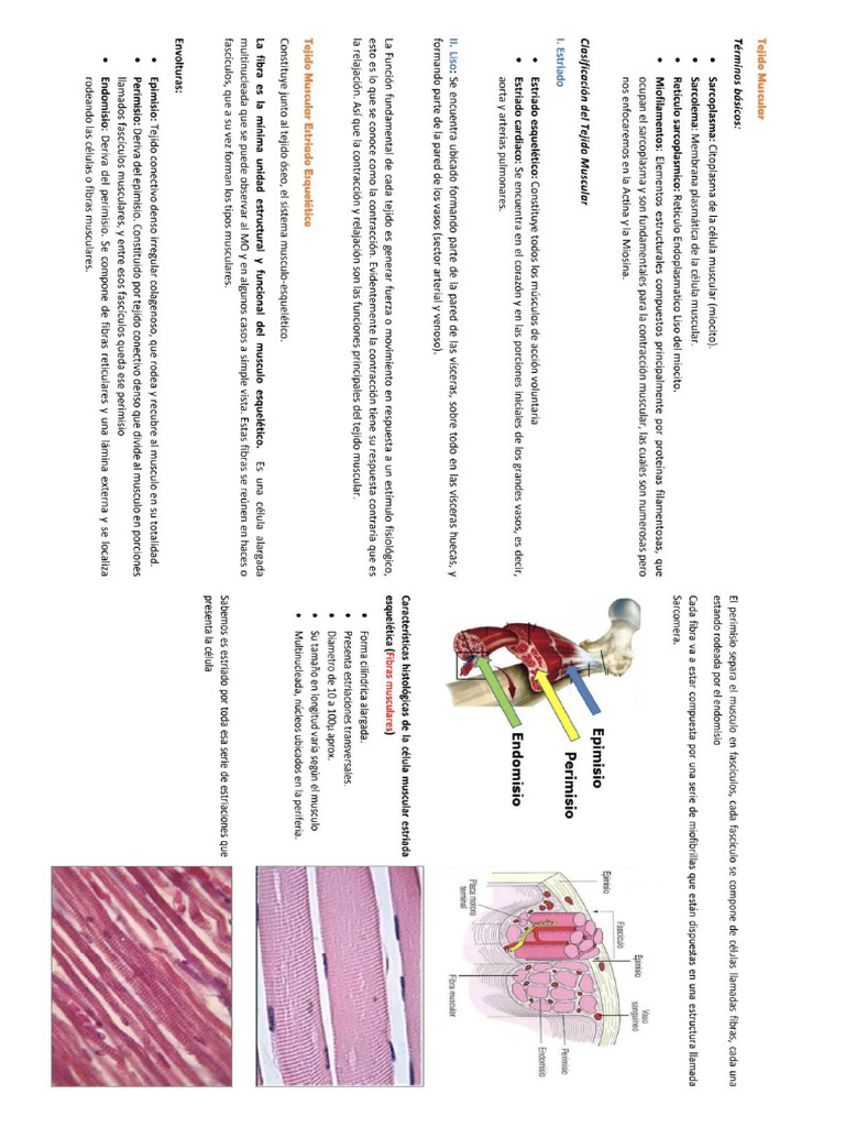 Micro Muscular | PDF