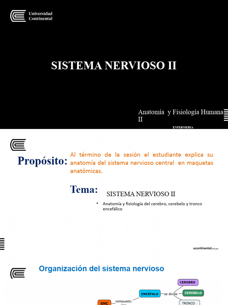 Semana 11 - Anatomia y Fisiologia Del Sistema Nervioso II | PDF | Cerebro | Sistema nervioso central