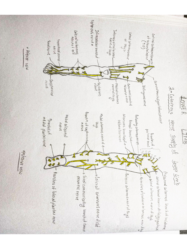 Lower Limb Gross Anatomy Record | PDF