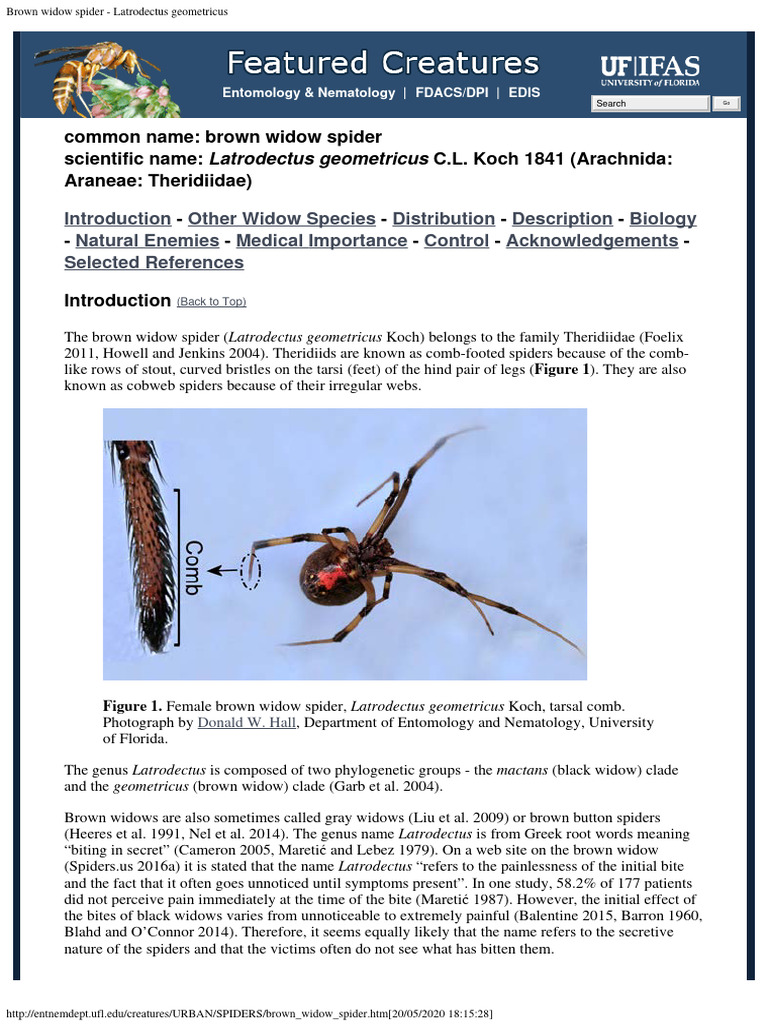 Brown Widow Spider - Latrodectus Geometricus | PDF | Spider
