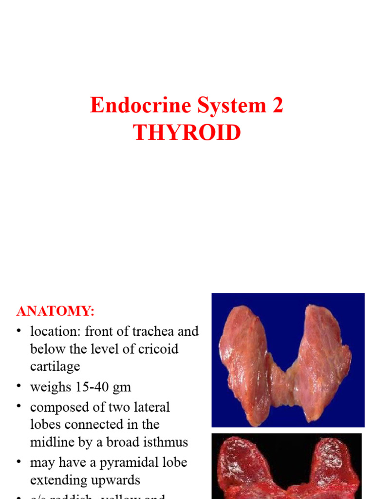 Thyroid Pdf Thyroid Lymph Node