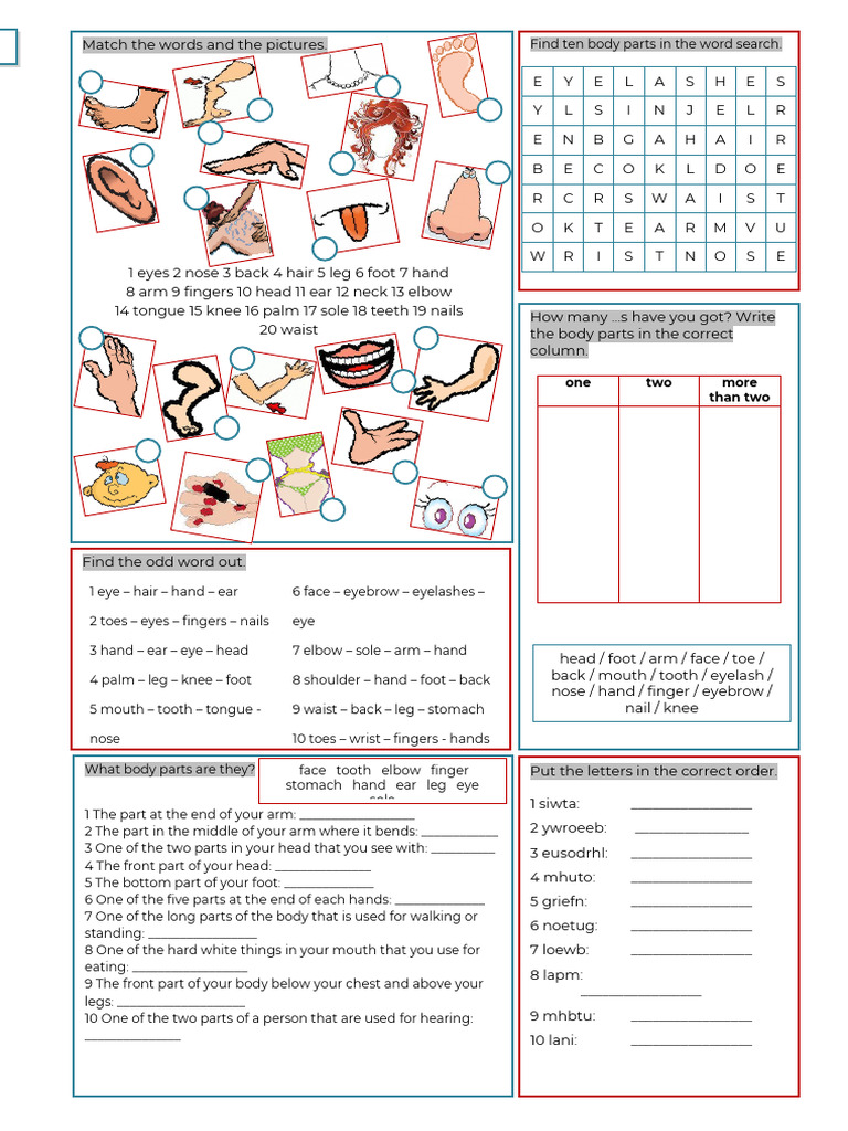 Body Parts Worksheet | PDF | Hand | Foot