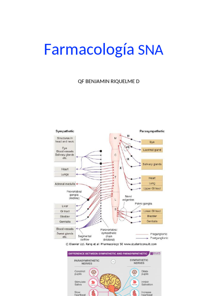 Clase Fármacos SNA_2024 | PDF | Farmacología | Drogas que actúan sobre el sistema nervioso