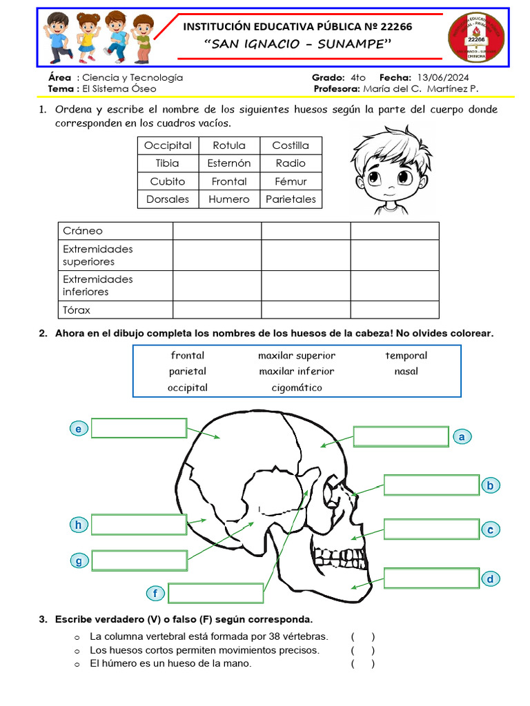 Sistema Óseo para 4to Grado: Actividades | PDF | Esqueleto | Hueso