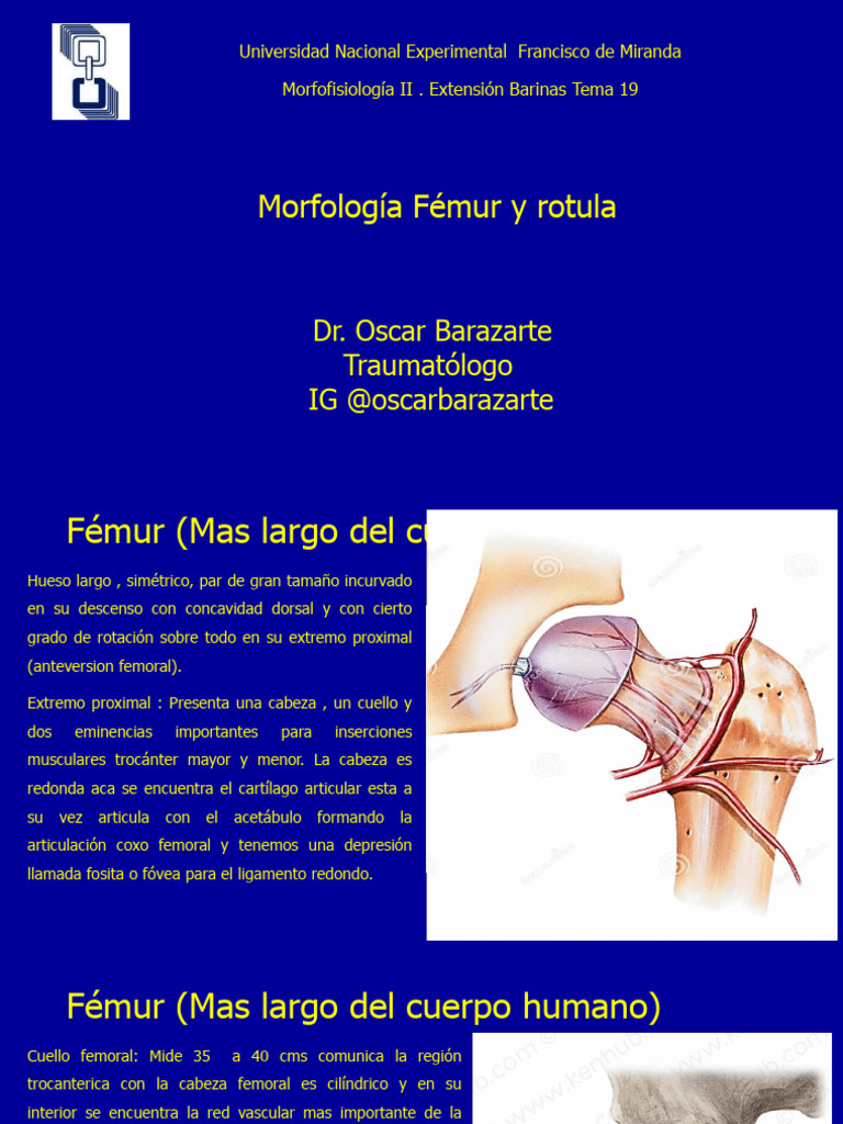 Anatomía del Fémur y Rótula | PDF | Extremidades (anatomía) | Anatomía ...