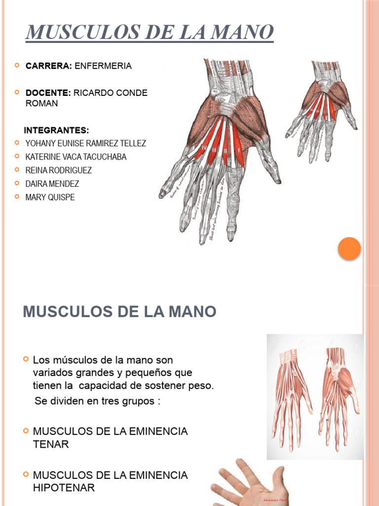 MUSCULOS DE LA MANO diapositiva | PDF | Mano | Tejido suave