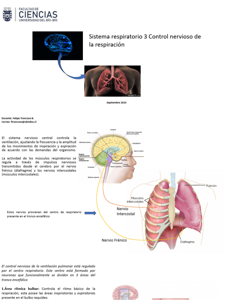 Sistema respiratorio 3 | Descargar gratis PDF | Sistema respiratorio | Sistema nervioso