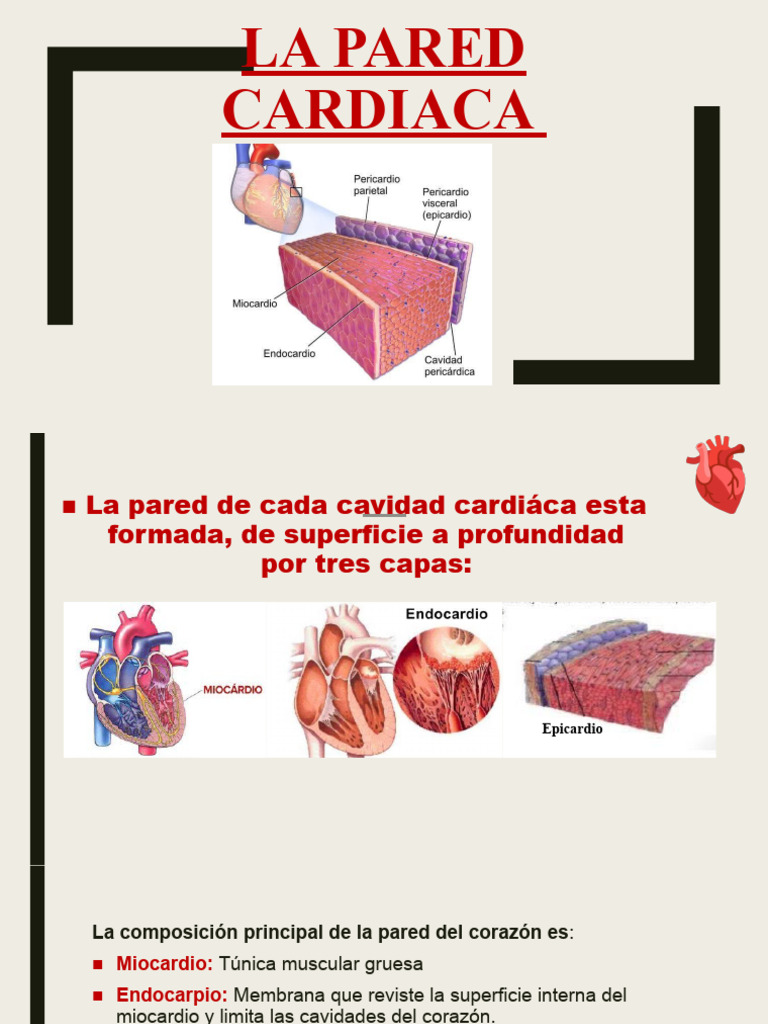Pared Cardiaca | Descargar gratis PDF | Corazón | Músculo