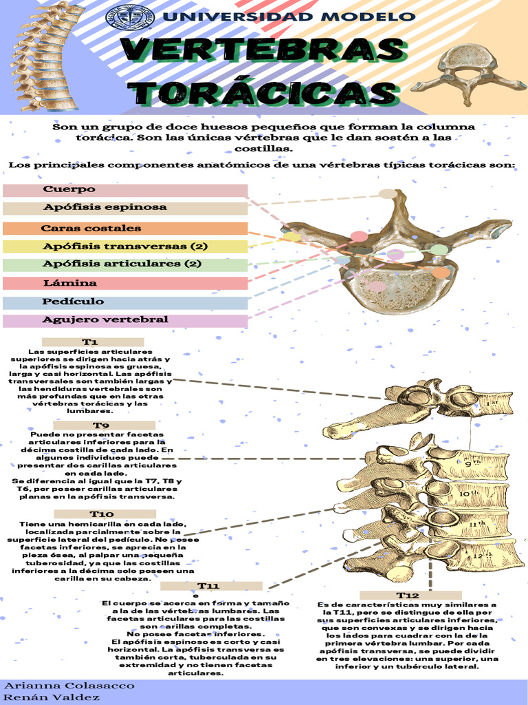 Vertebras Torácicas - Infografía | PDF | Tórax (anatomía humana ...