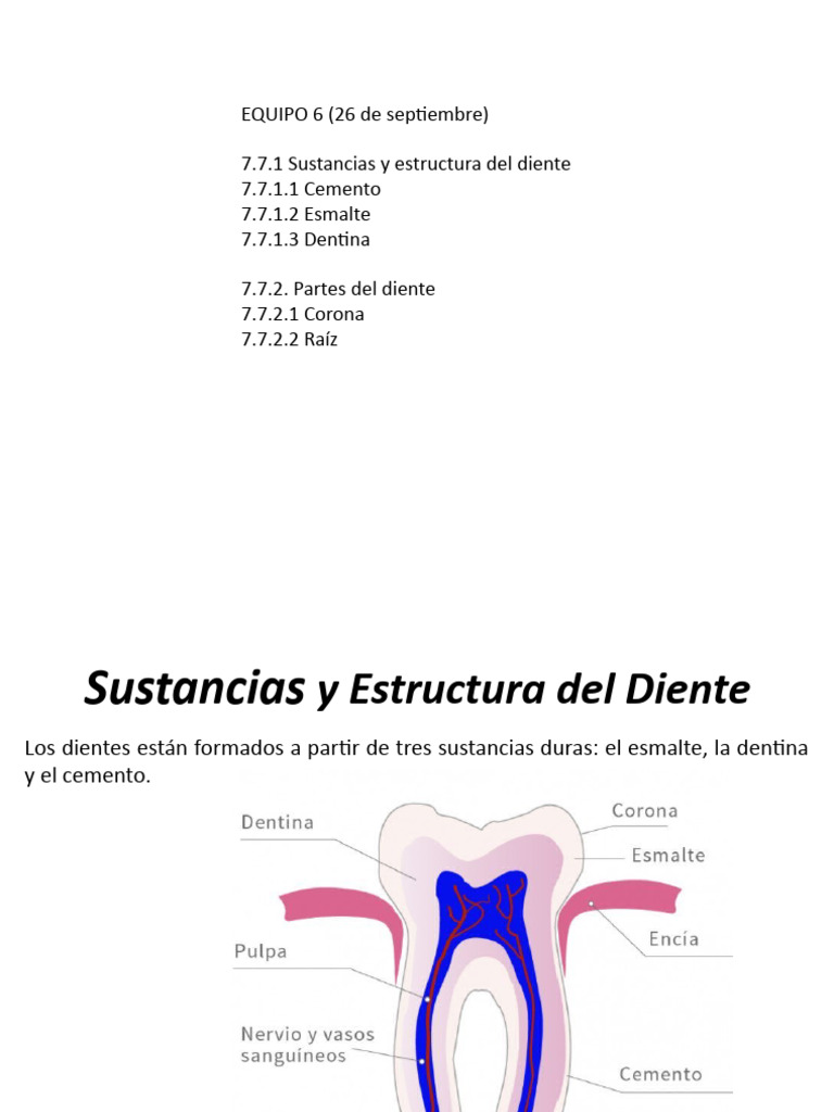 Estructura y partes del diente | PDF | Diente | Esmalte de dientes
