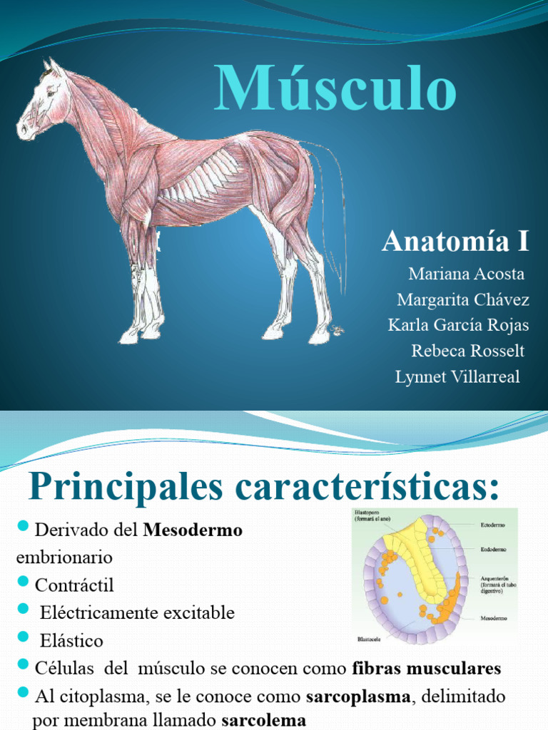Músculo | PDF | Músculo | Músculo esquelético