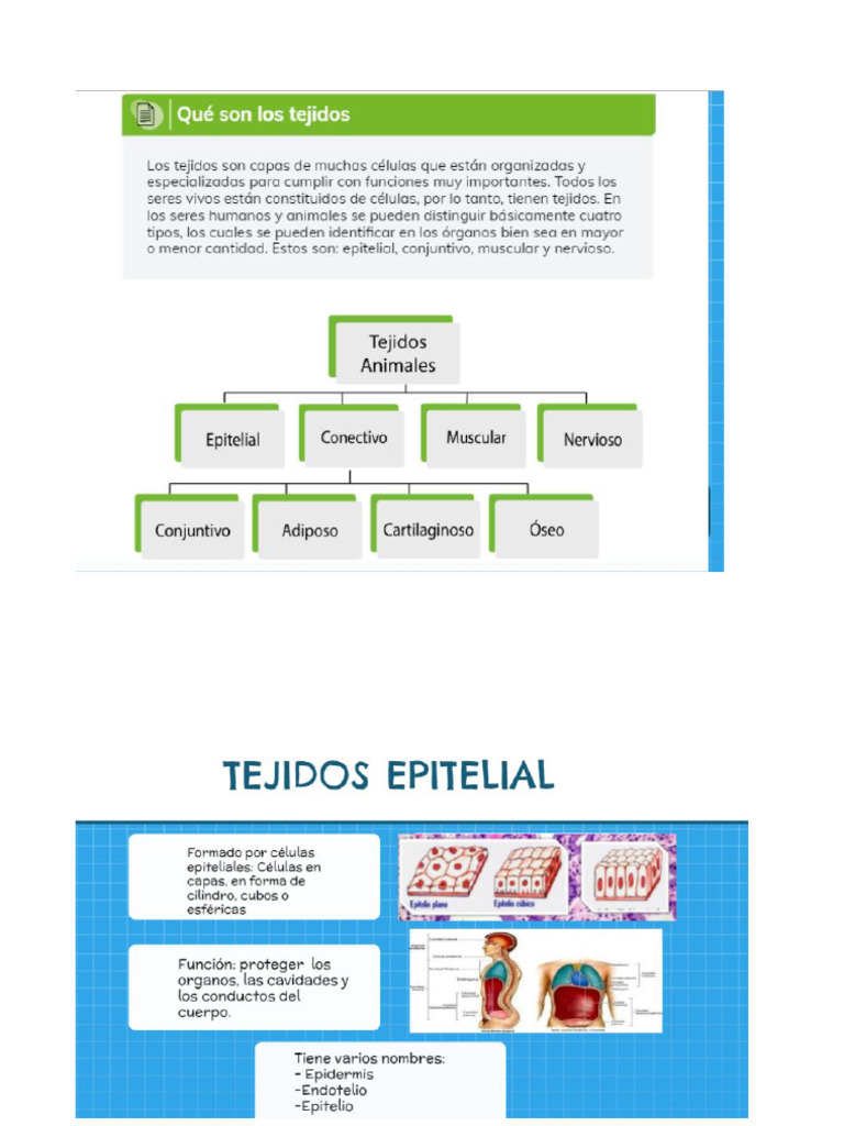 Tejidos | PDF