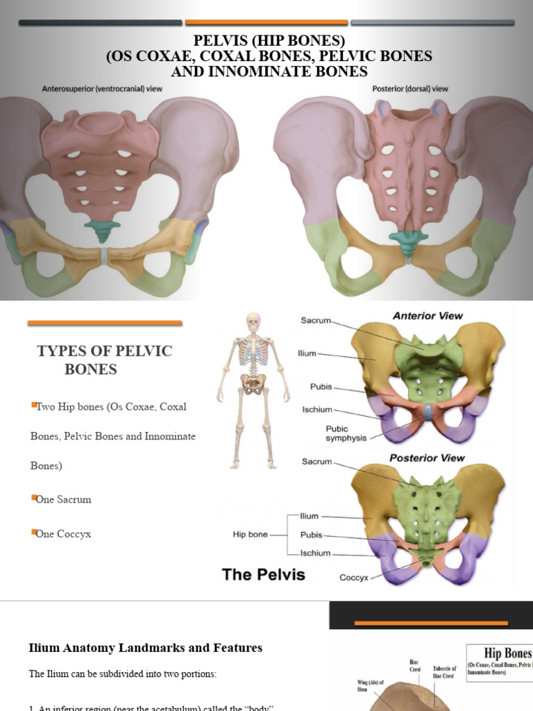 Pelvis Hip Bone Pdf