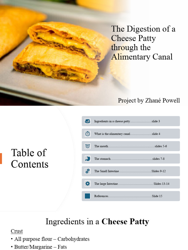 The Digestion of A Cheese Patty | Download Free PDF | Digestion | Stomach