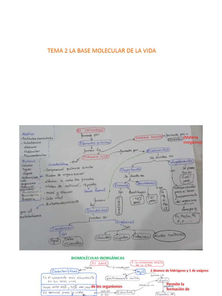 Base Molecular de La Vida 1 | PDF | Mitosis | Mitosis