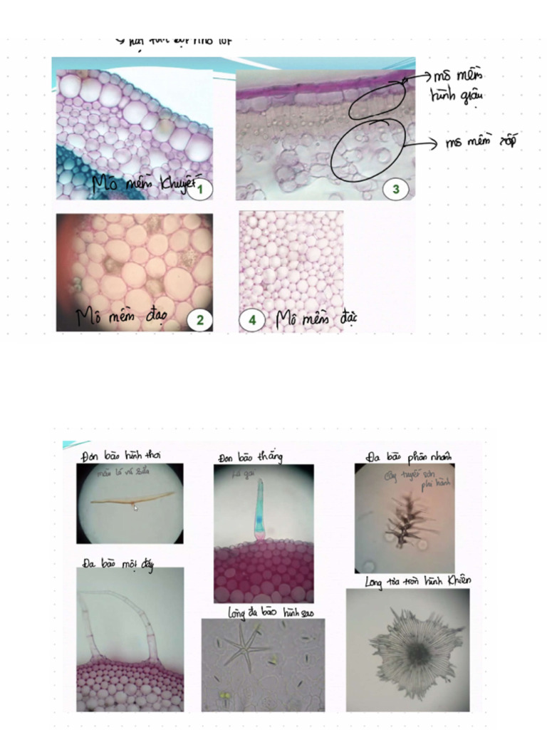 (TTTV) GIẢI PHẪU RỄ THÂN LÁ | PDF