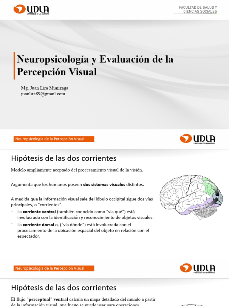 6 Neuropsicologia y evaluacion de la percepcion visual | Descargar gratis PDF | Corteza visual ...