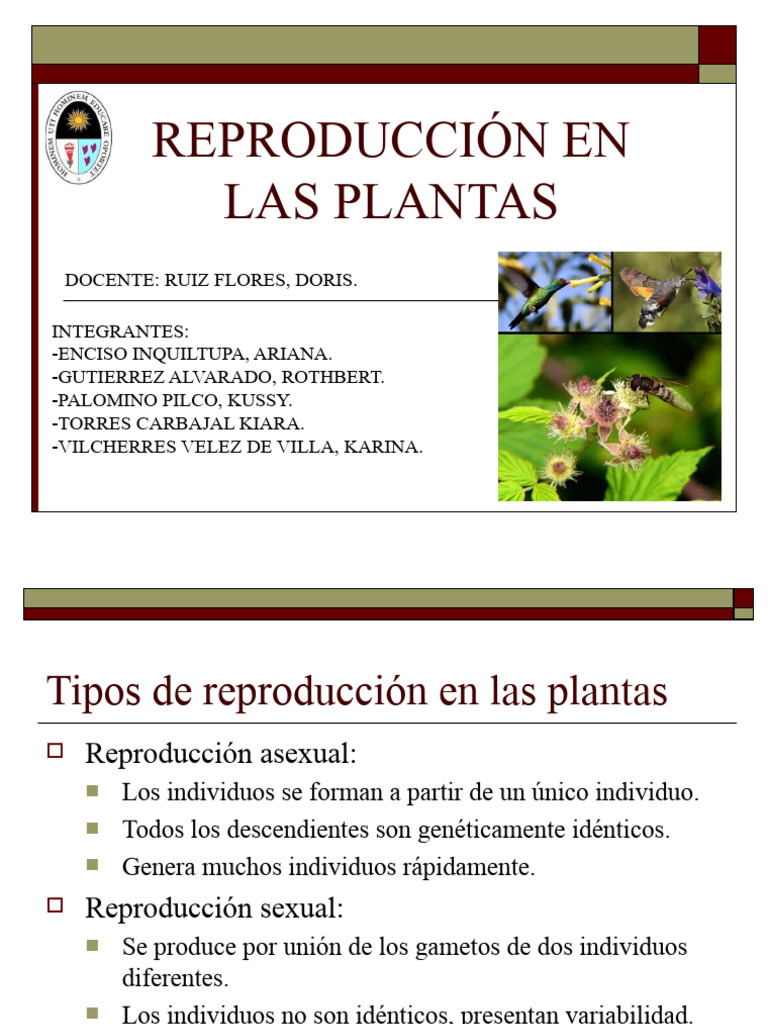 Semana 14 REPRODUCCIÓN - PLANTAS | PDF | Flores | Reproducción