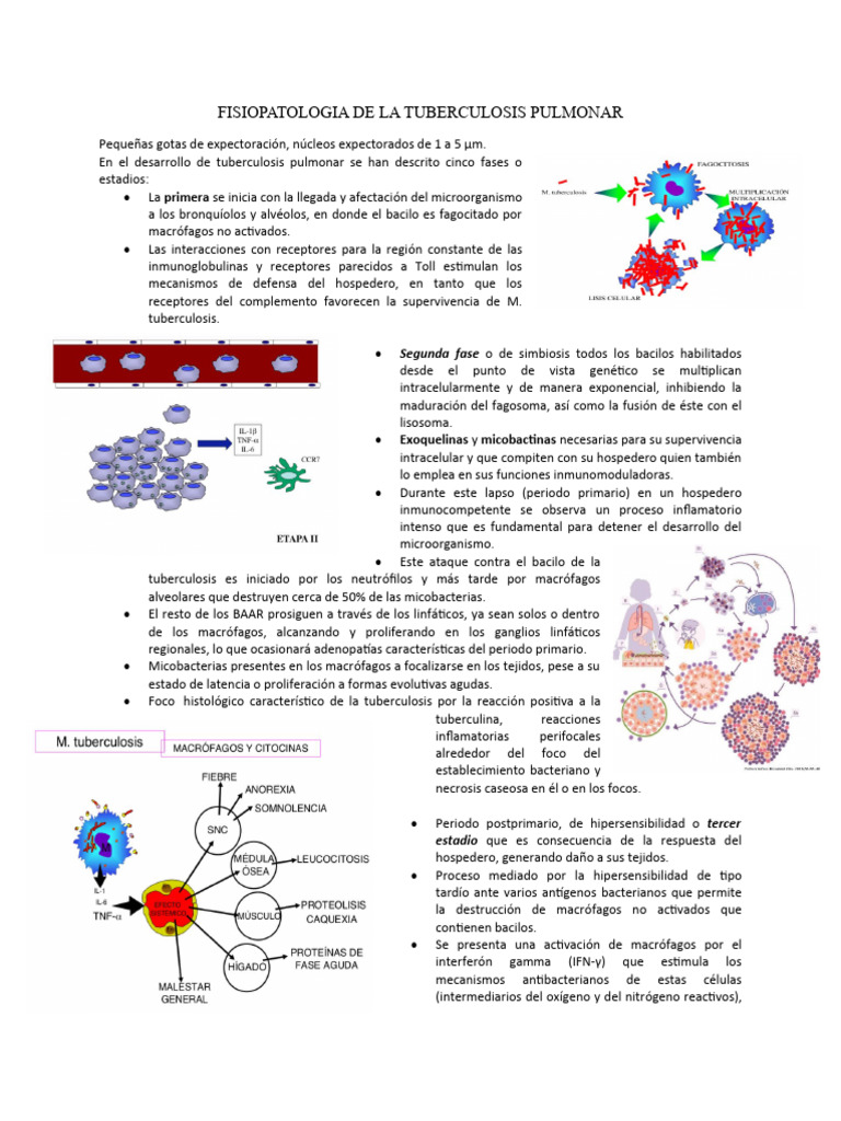 Fisiopatologia de La Tuberculosis Pulmonar | Descargar gratis PDF ...