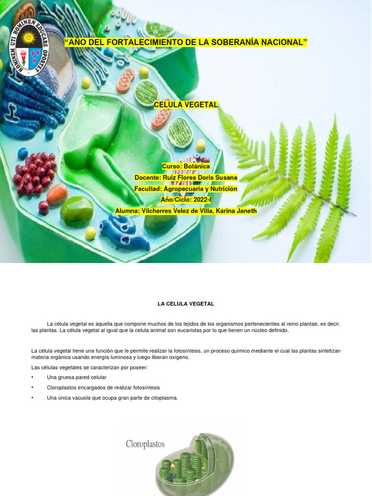 Semana 2 - CELULA VEGETAL | PDF | Biología Celular) | Plantas