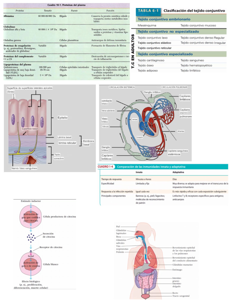 Histo 2 Cardio | PDF