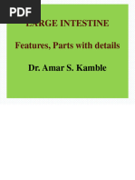 Detailed Anatomy of Appendix and Colon | PDF | Large Intestine | Anatomy