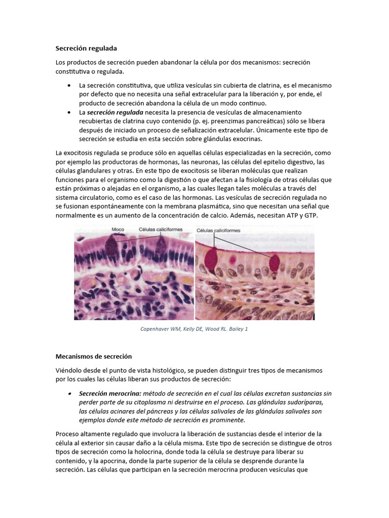 Secreción Regulada | PDF | Secreción | Epitelio