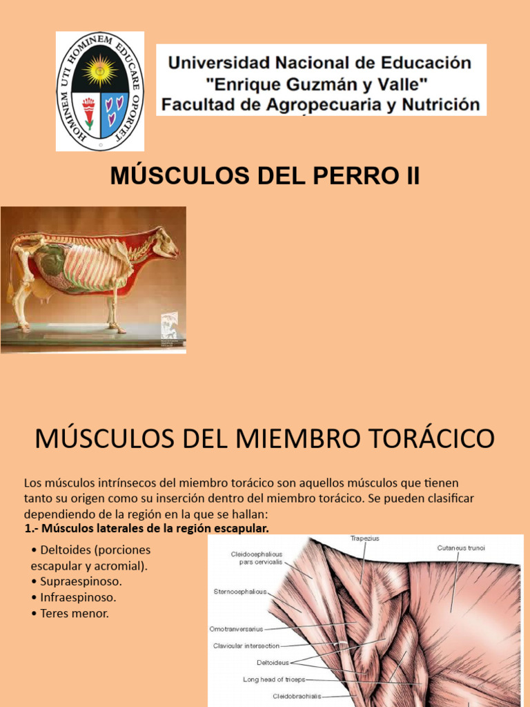 Musculos Del Perro | PDF | Sistema musculoesquelético | Extremidades (anatomía)