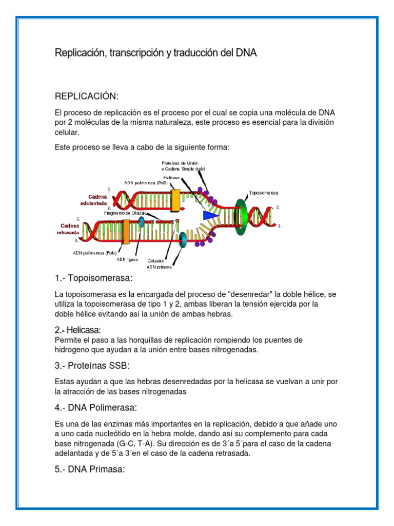 Replicación, Transcripción y Traducción Del DNA Segun PDH | PDF | Replicación De Adn | Adn