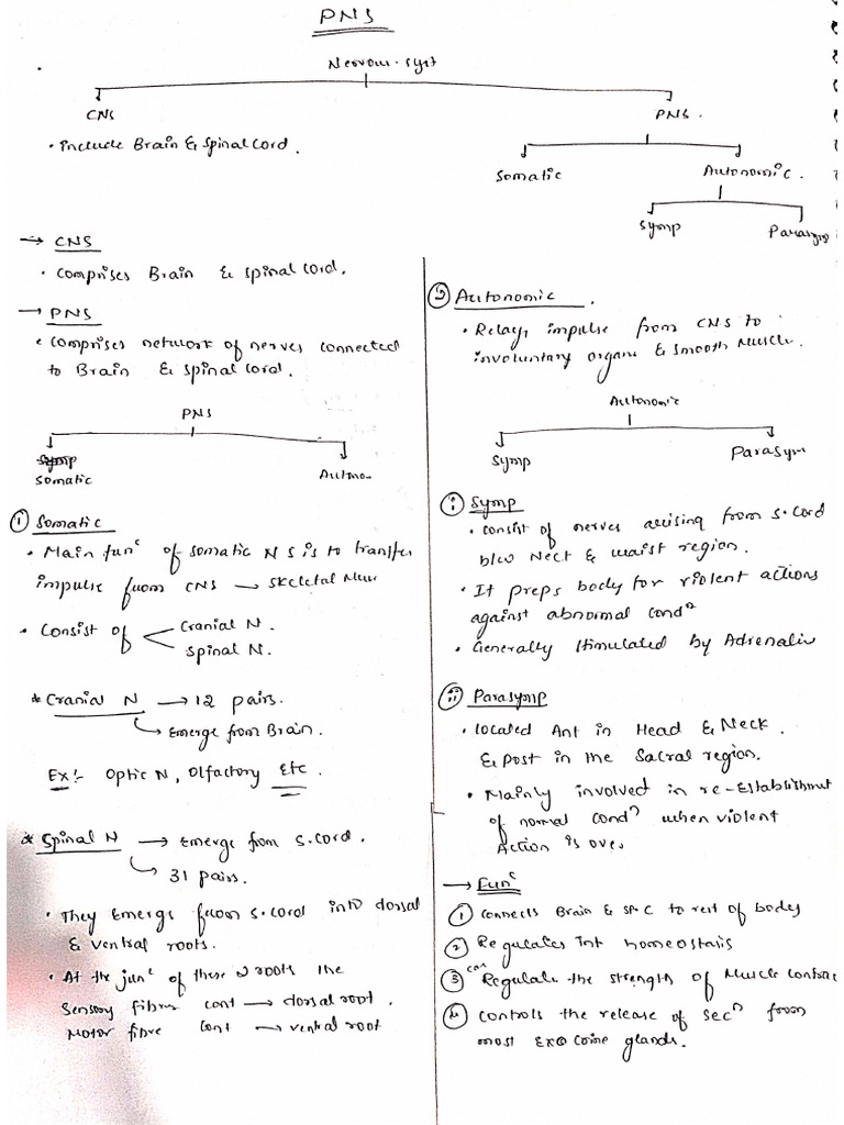 Nervous System Physiology | PDF