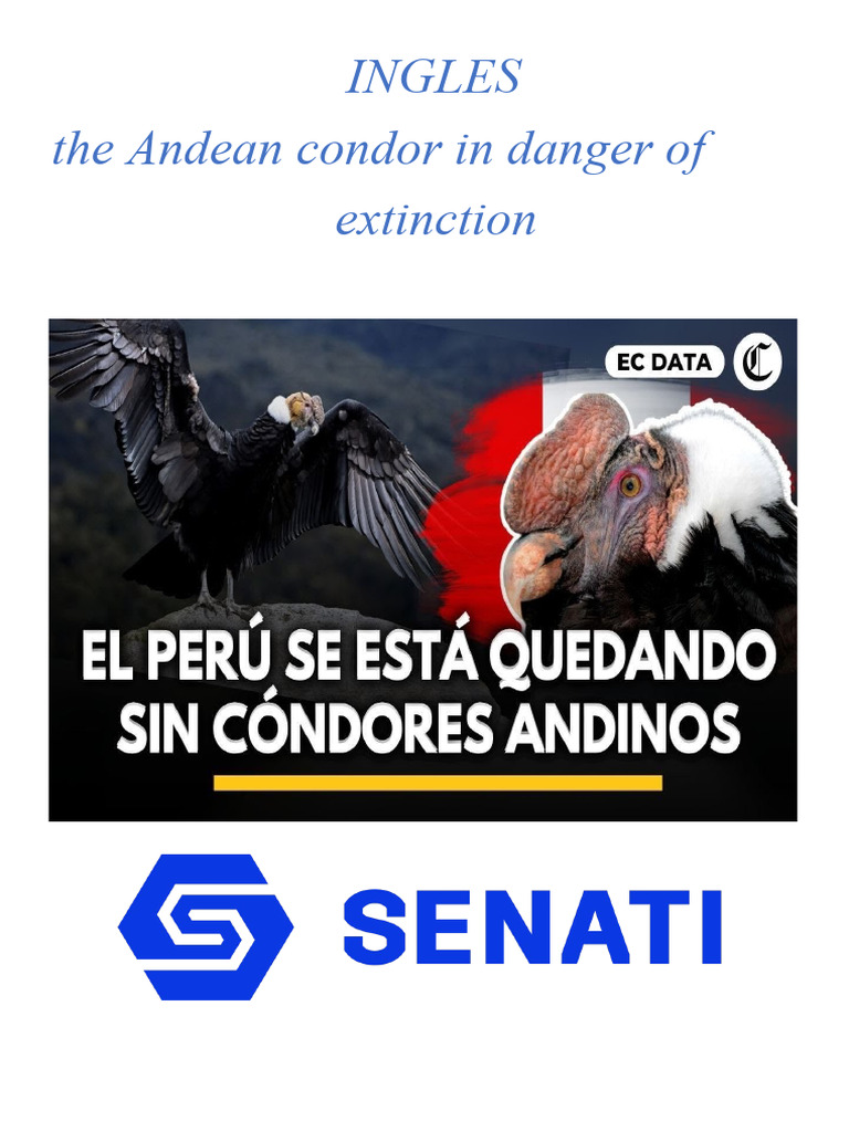 The Andean Condor in Danger of Extinction | PDF