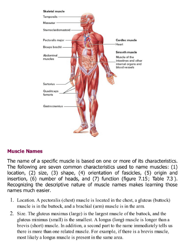 Muscles | PDF