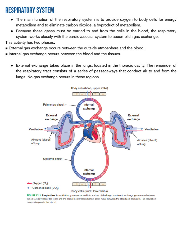 Respiratory System | PDF | Lung | Common Cold