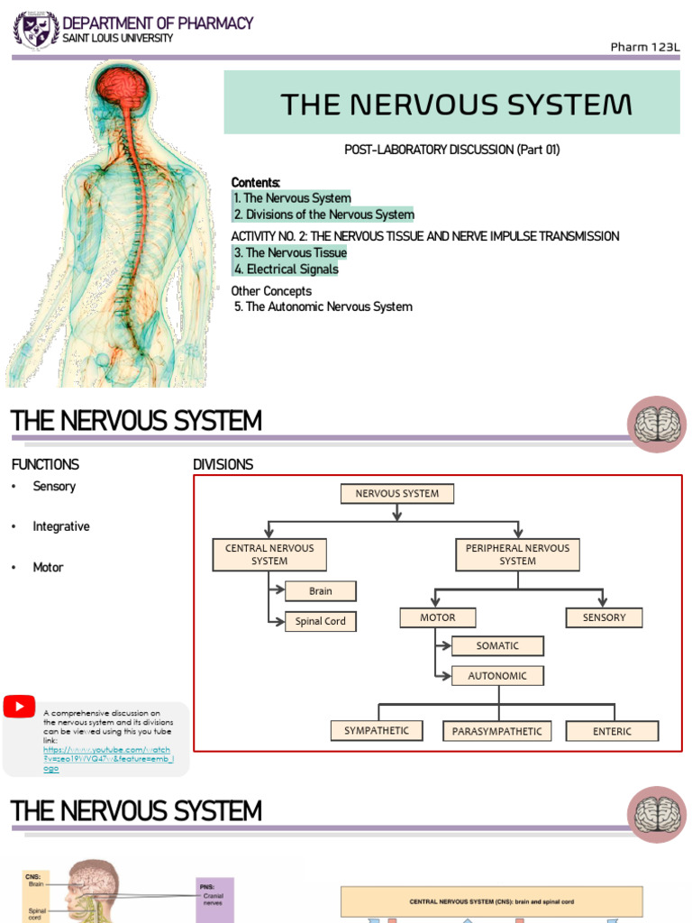 The Nervous System | PDF | Nervous System | Chemical Synapse