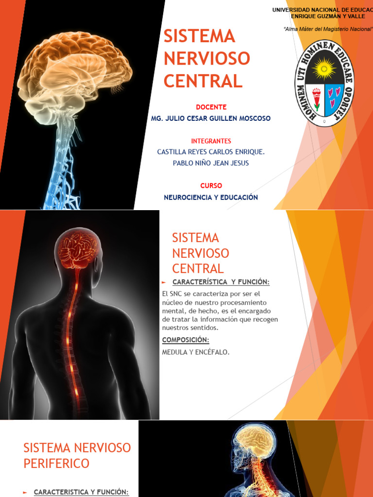Funciones y Estructura del SNC | PDF | Sistema nervioso central | Cerebro