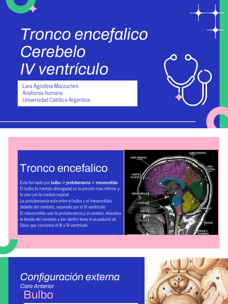 Tronco Encefalico - Cerebelo - IV Ventriculo | PDF | Cerebelo ...